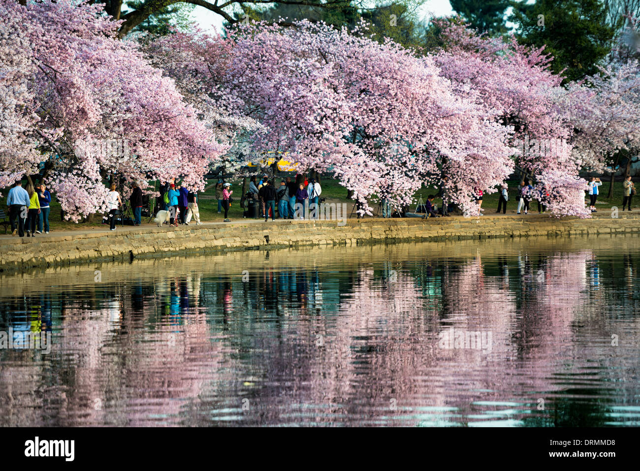 WASHINGTON DC — Cherry blossom trees are in bloom along the banks of ...