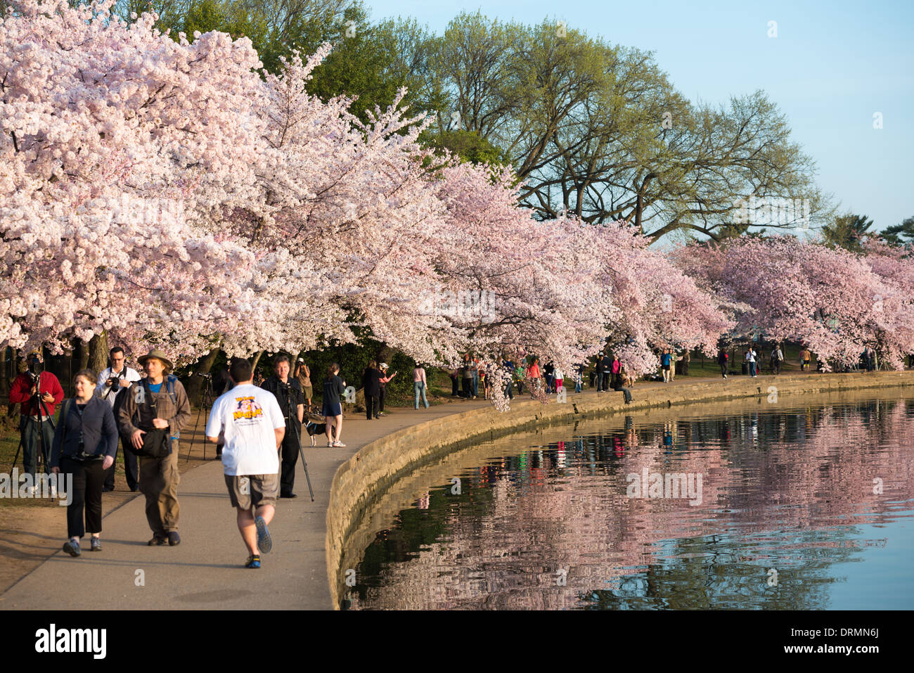 Tidal basin cherry blosso hi-res stock photography and images - Alamy