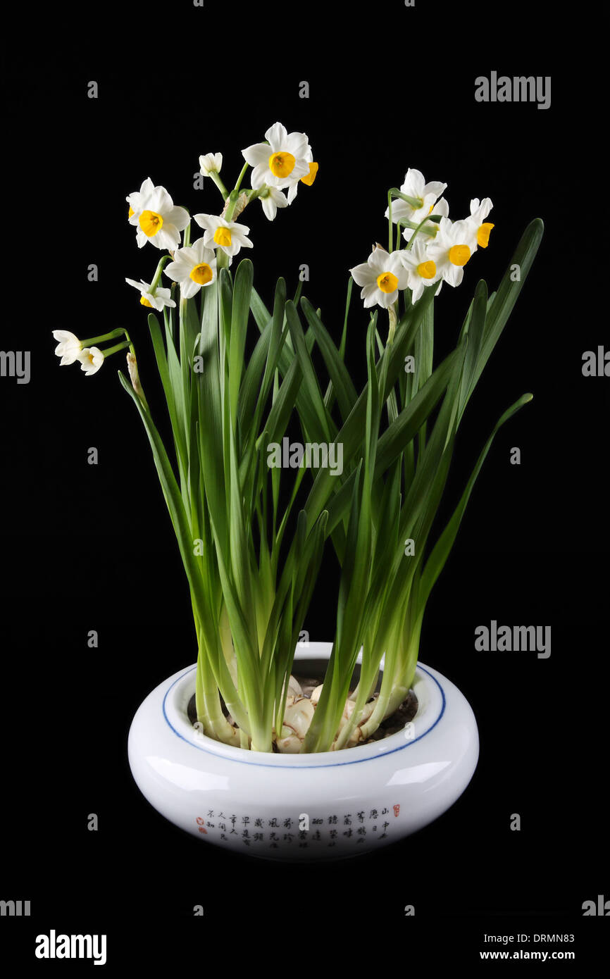 Dafodils hi-res stock photography and images - Alamy