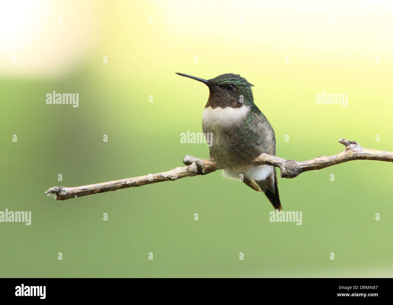 Hummingbird on branch hi-res stock photography and images - Alamy