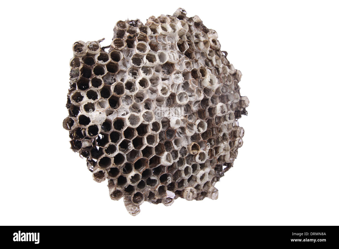 Honeycomb shapes hi-res stock photography and images - Alamy