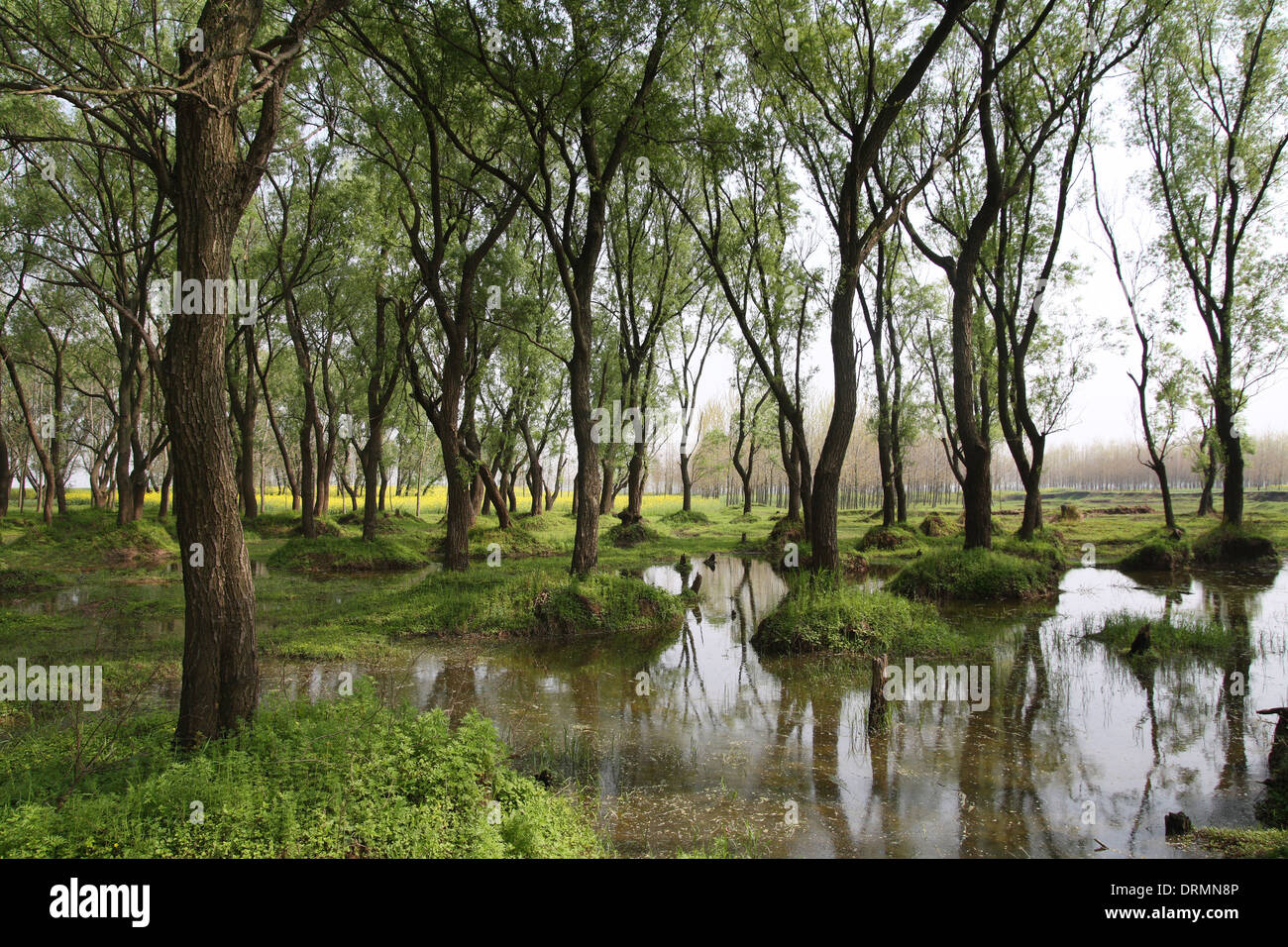 Water poplar forest hi-res stock photography and images - Alamy