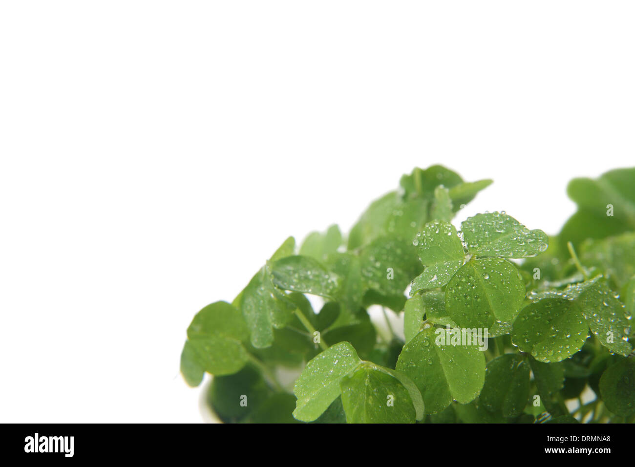 three leaf clover Stock Photo - Alamy