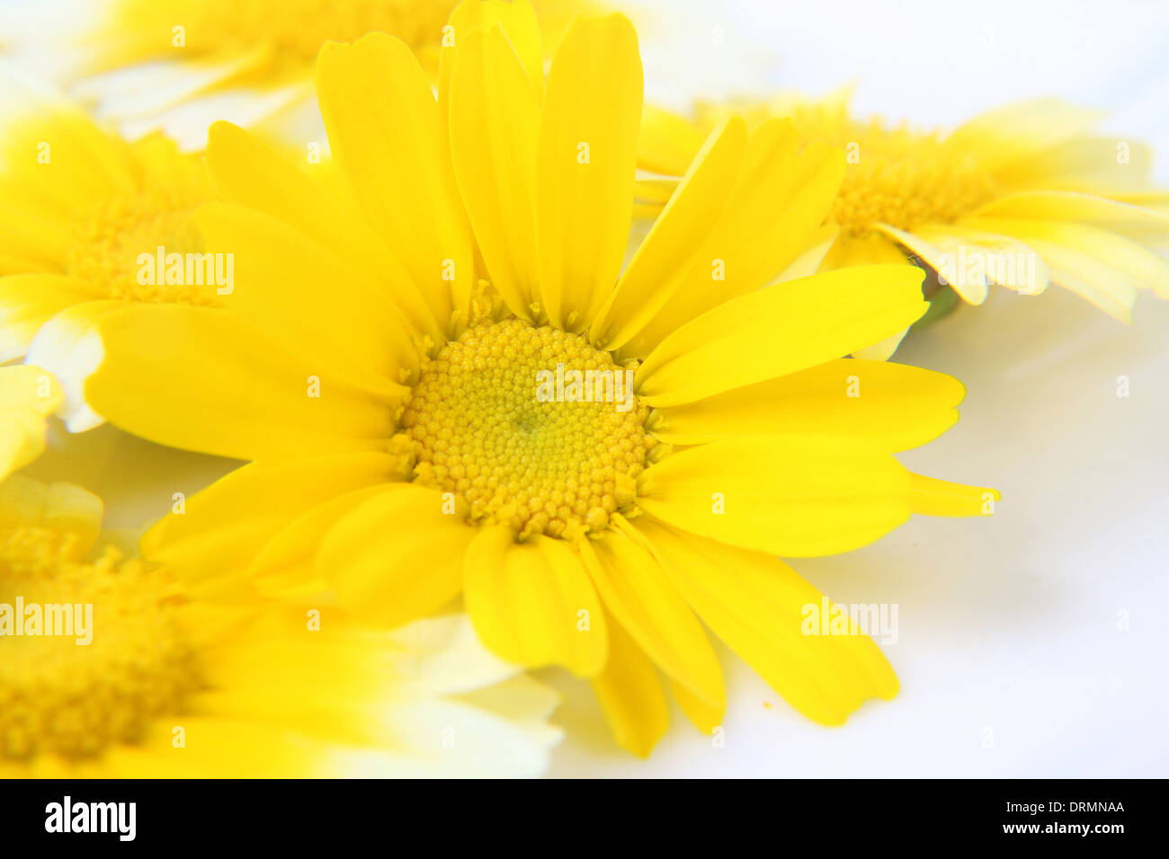 Fresh bright yellow flower garland hi-res stock photography and images ...