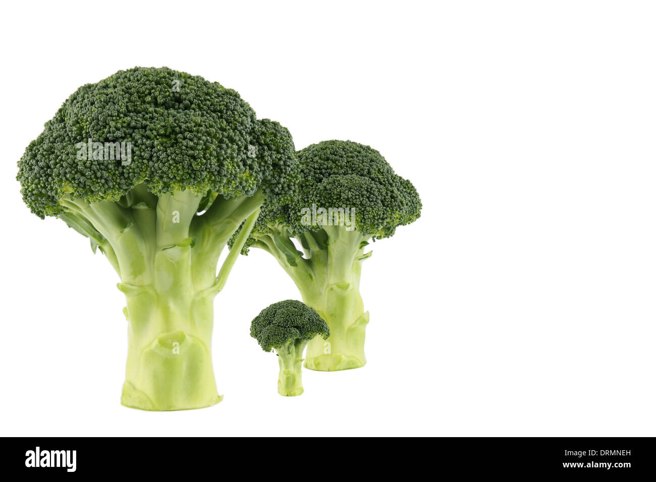 Family tree plantation Cut Out Stock Images & Pictures - Alamy