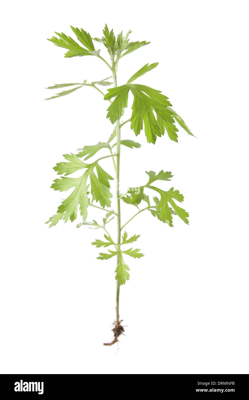 Mugwort plant hi-res stock photography and images - Alamy