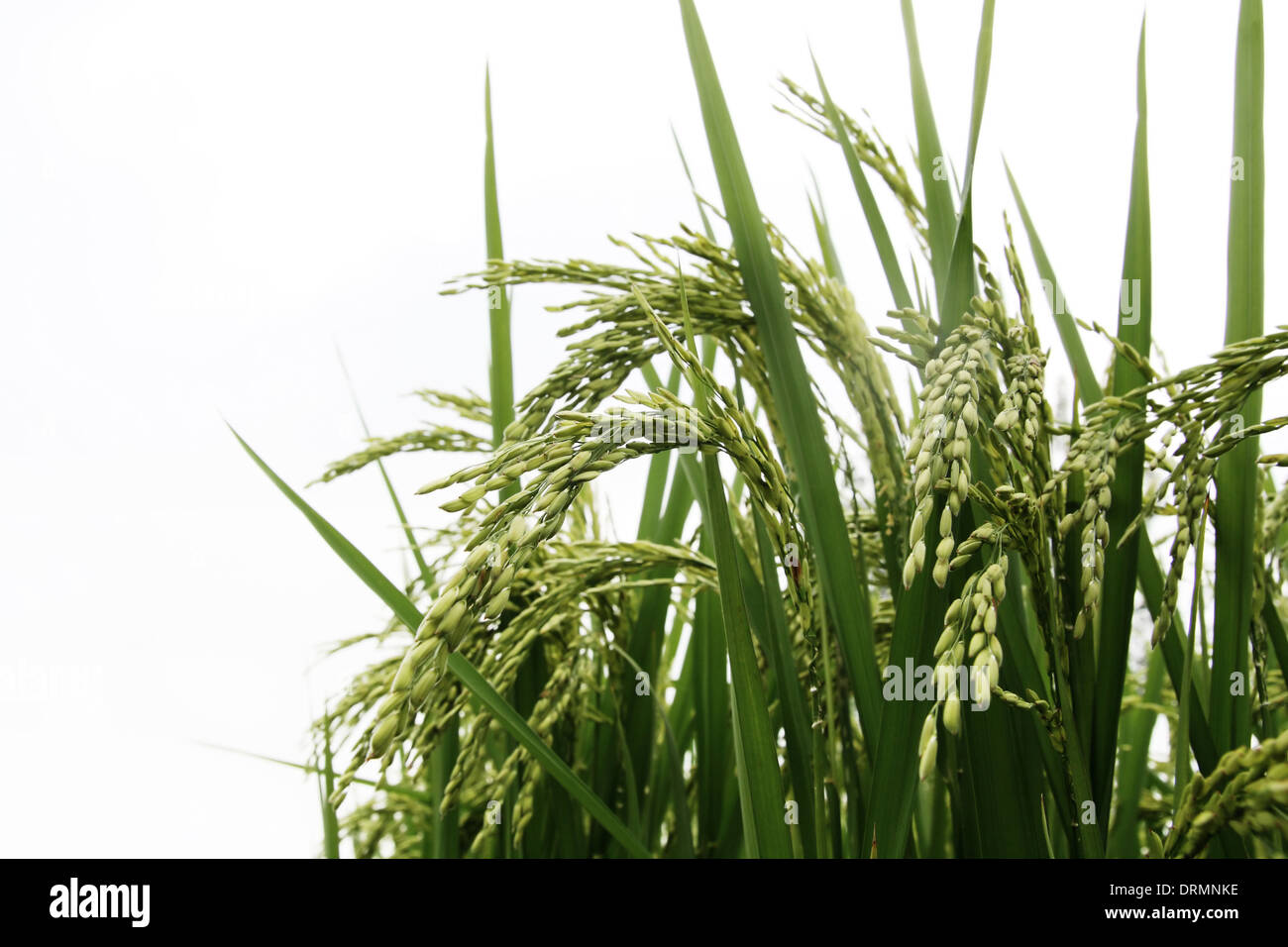Freshness rice paddy hi-res stock photography and images - Alamy