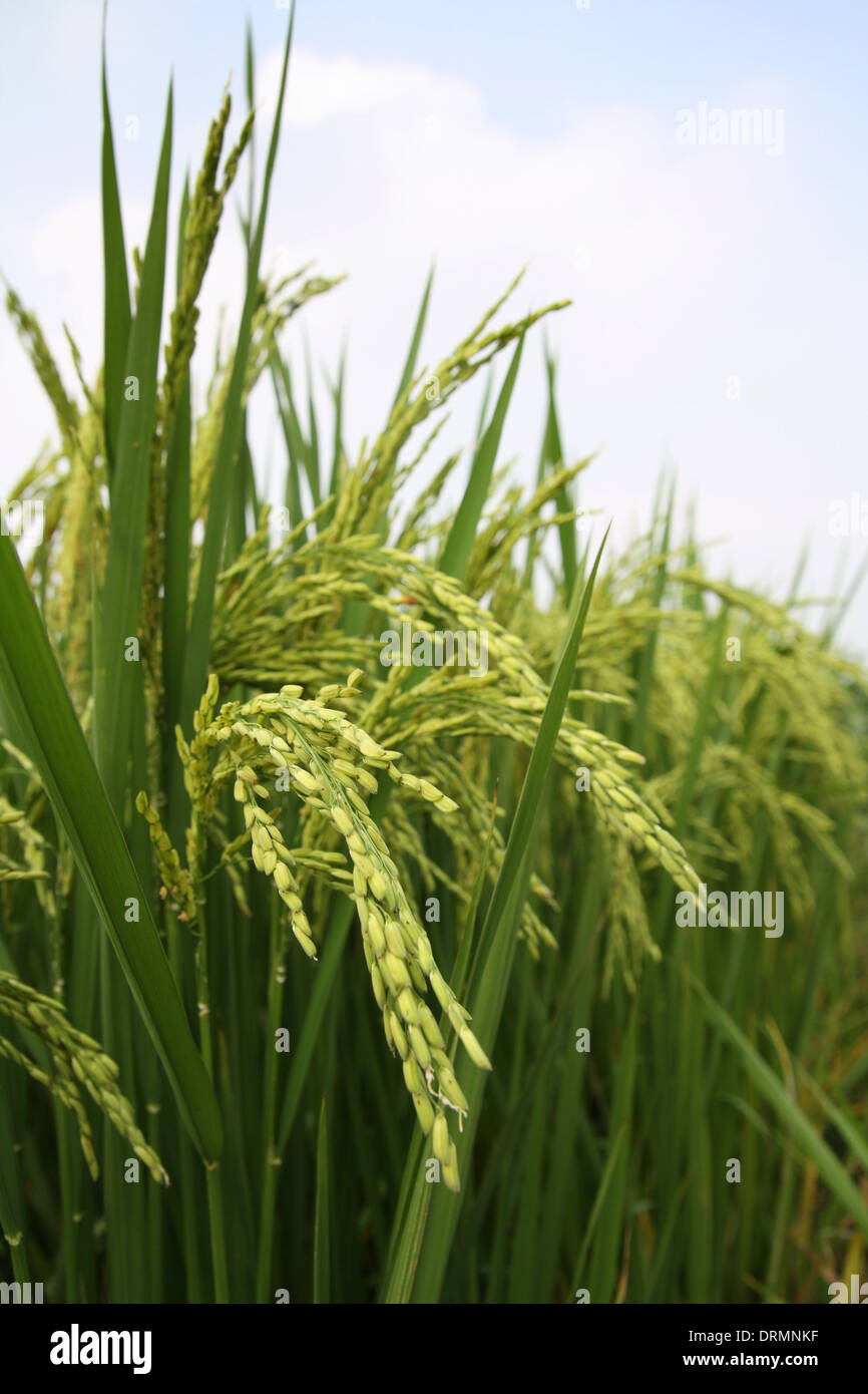 Fertile growing environment hi-res stock photography and images - Alamy