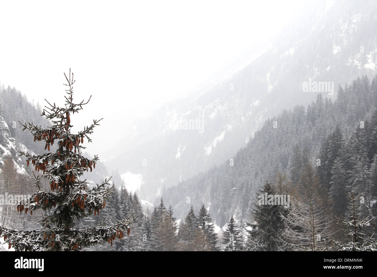 Mountain forest in winter Stock Photo - Alamy