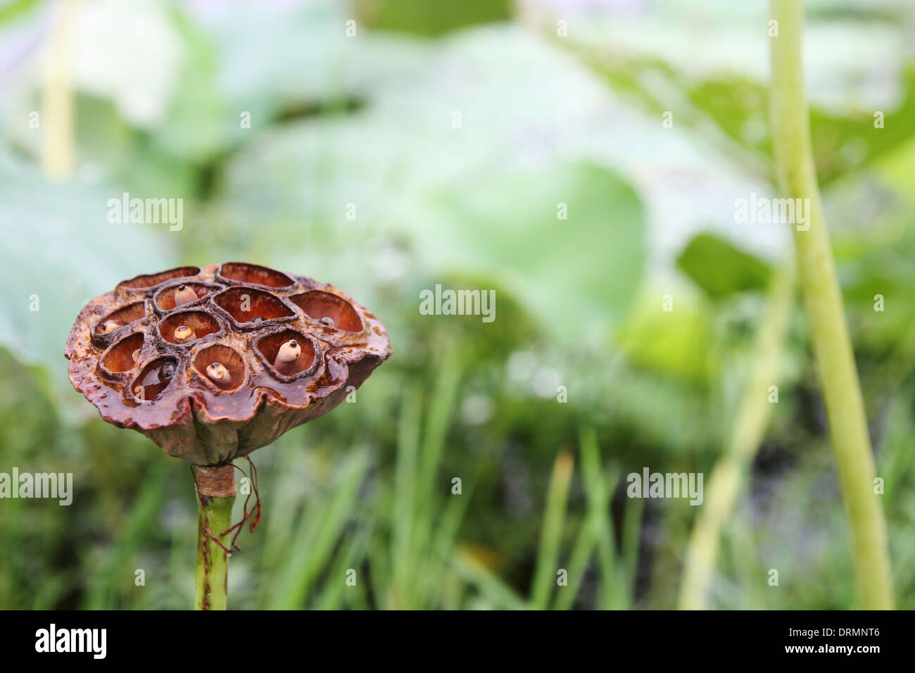 withered lotus seed Stock Photo - Alamy