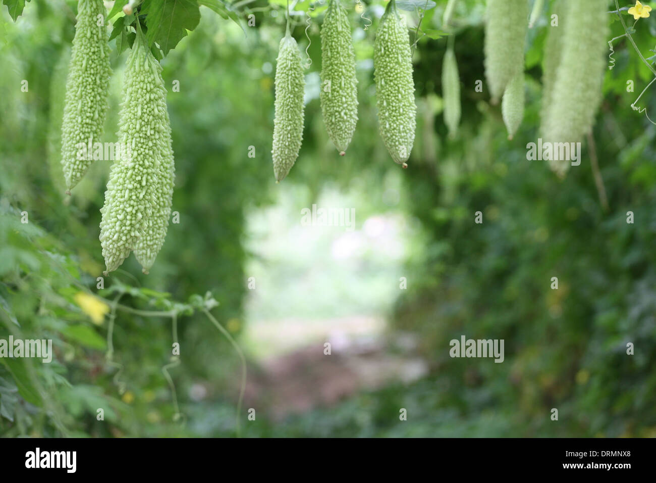 Pear gourd hi-res stock photography and images - Alamy