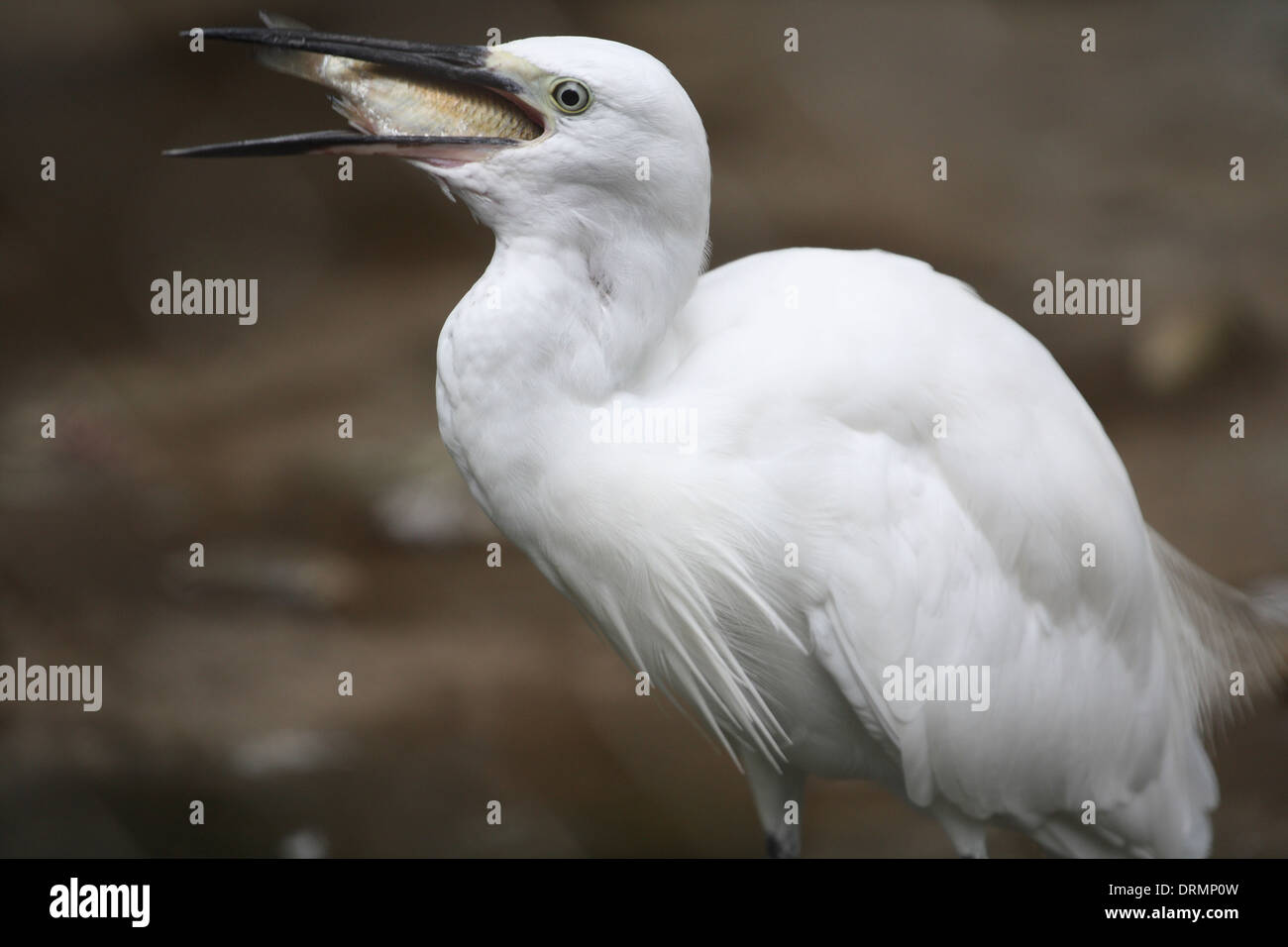 Egret crane hi-res stock photography and images - Alamy
