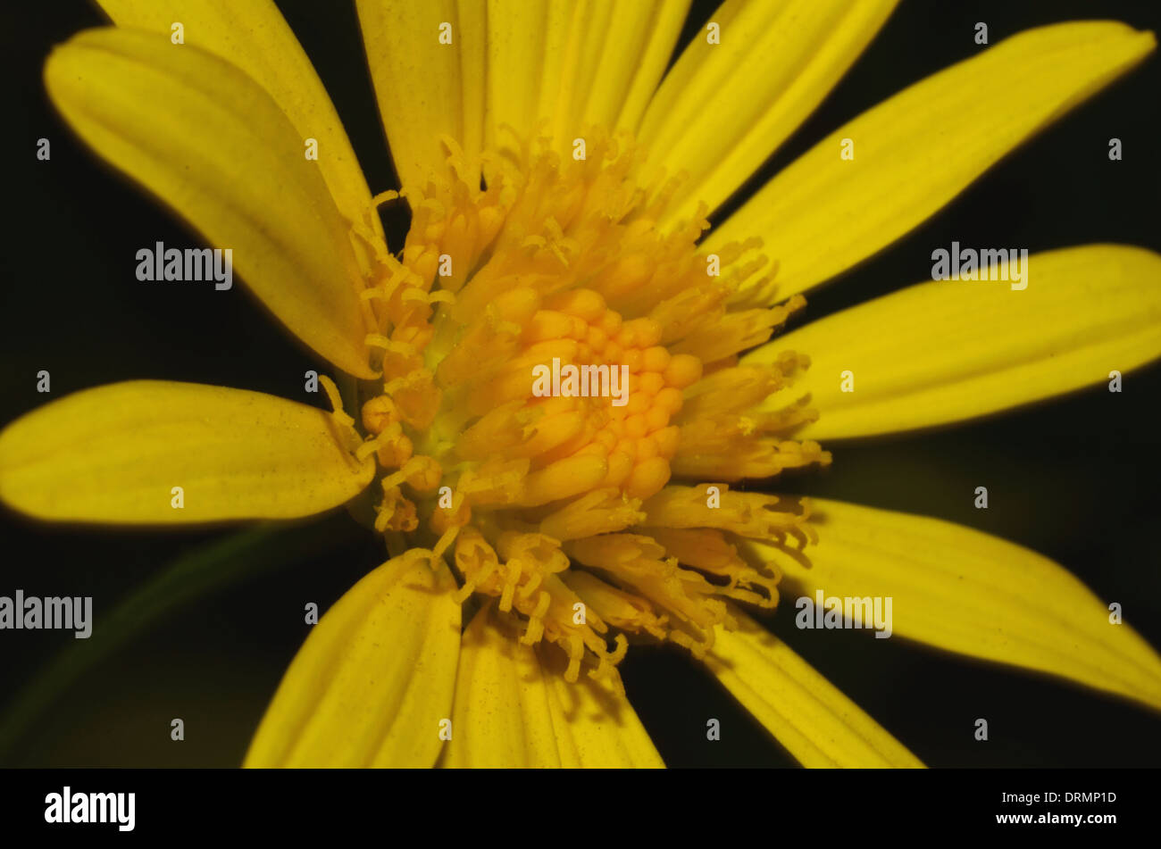 Close up of a flower Stock Photo - Alamy