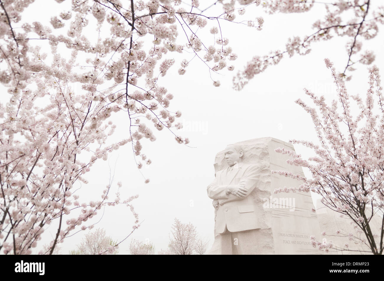 WASHINGTON DC — Spring cherry blossoms frame the Martin Luther King Jr ...