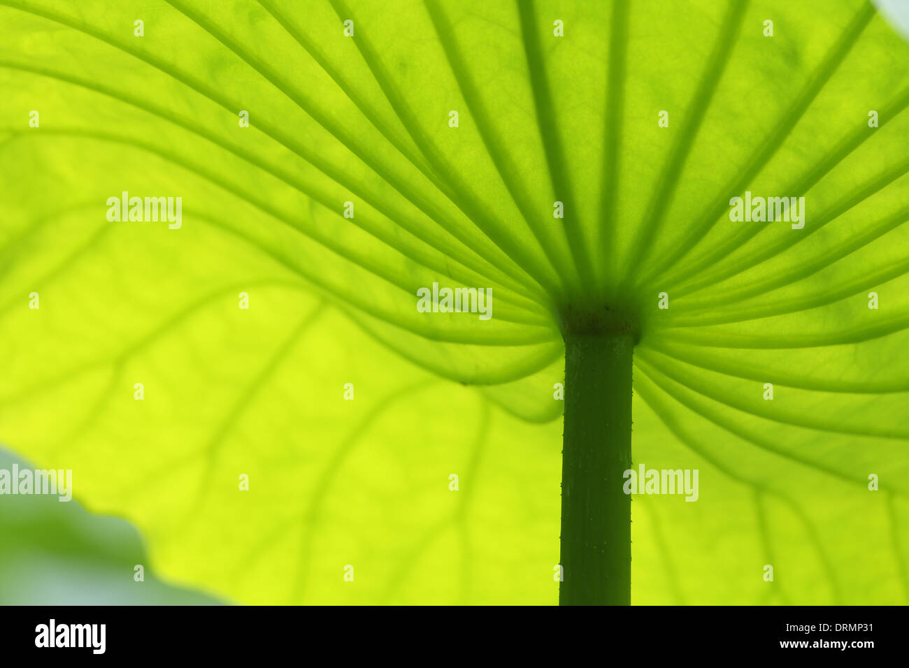 Green circle, shape hi-res stock photography and images - Alamy
