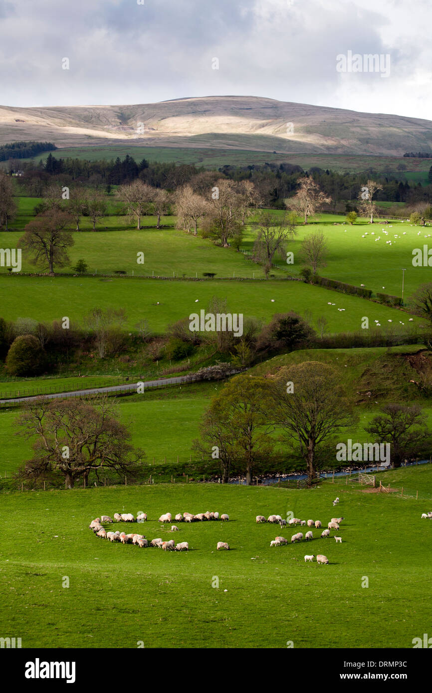 Circle of Sheep Stock Photo - Alamy