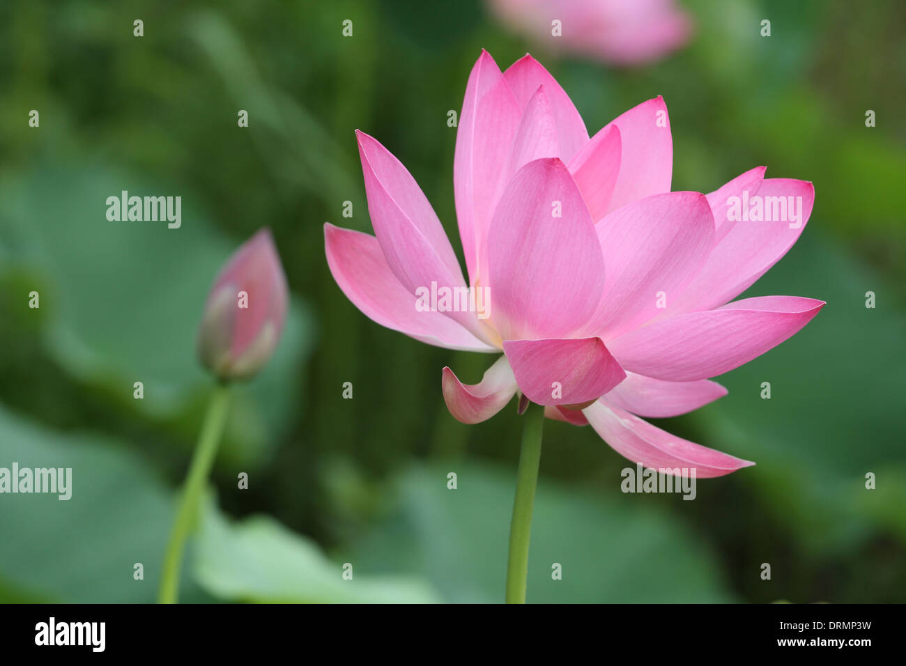 Lotus elegance hi-res stock photography and images - Alamy
