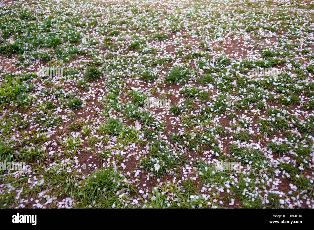 Cherry blossom on ground hi-res stock photography and images - Alamy