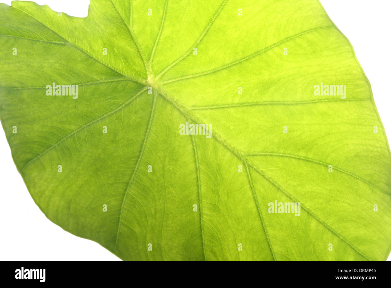 Taro stem hi-res stock photography and images - Alamy