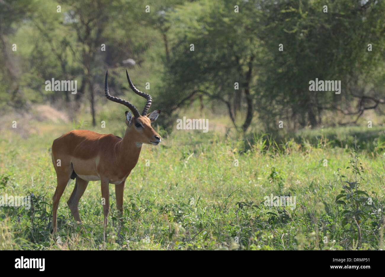 Impala buck hi-res stock photography and images - Alamy