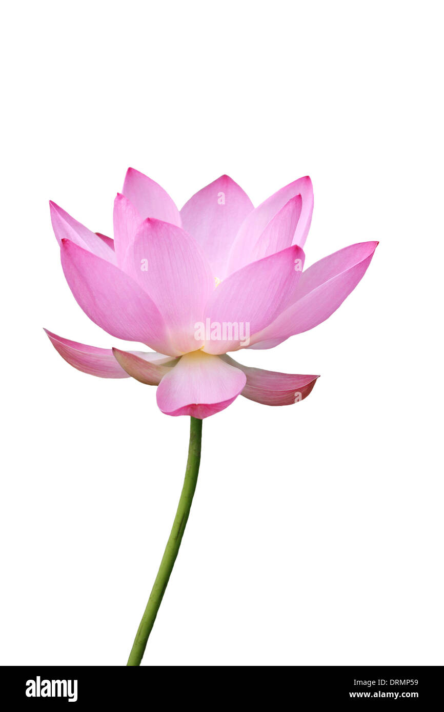 Lotus Cut Out Stock Images & Pictures - Alamy