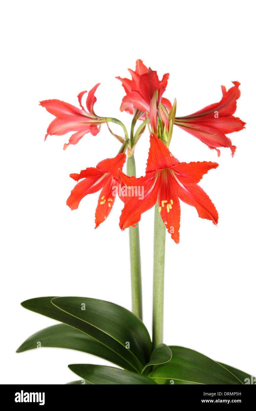 Hippeastrum hi-res stock photography and images - Alamy