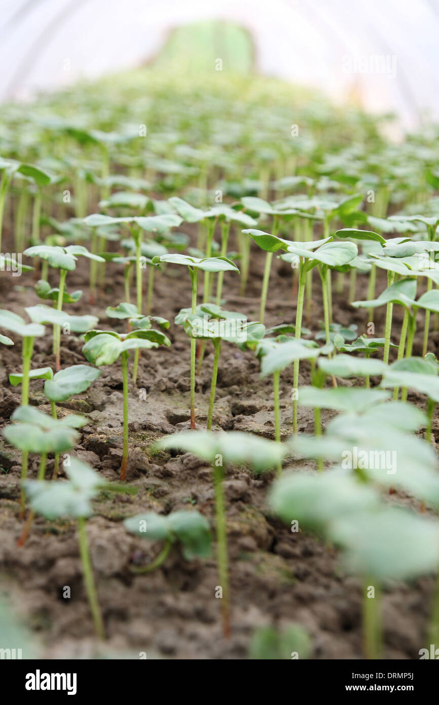 cotton seedlings Stock Photo - Alamy