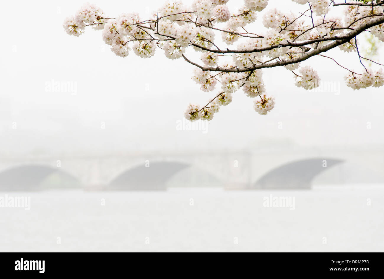 Hains point cherry trees hi-res stock photography and images - Alamy