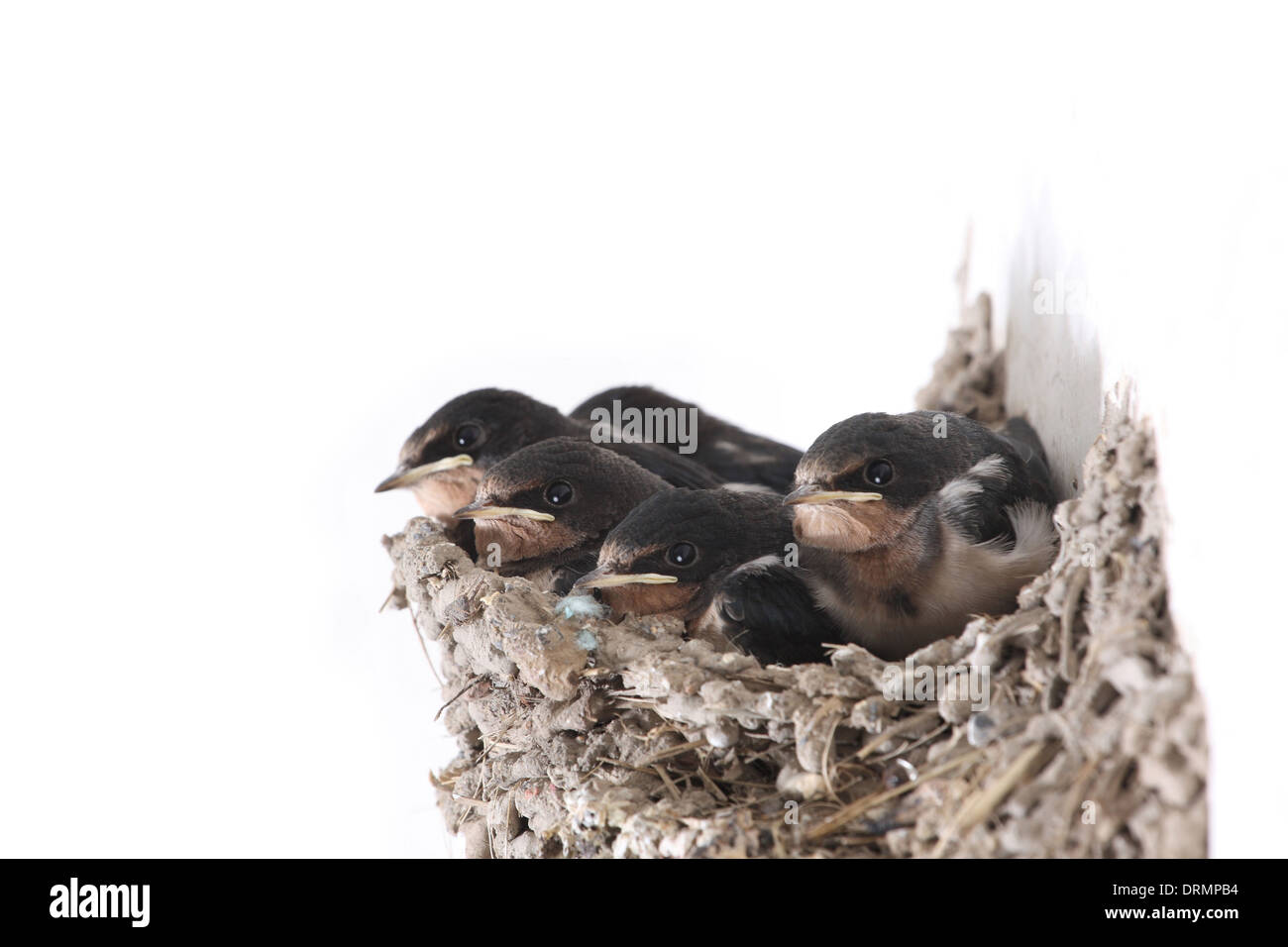 Baby wing hi-res stock photography and images - Alamy