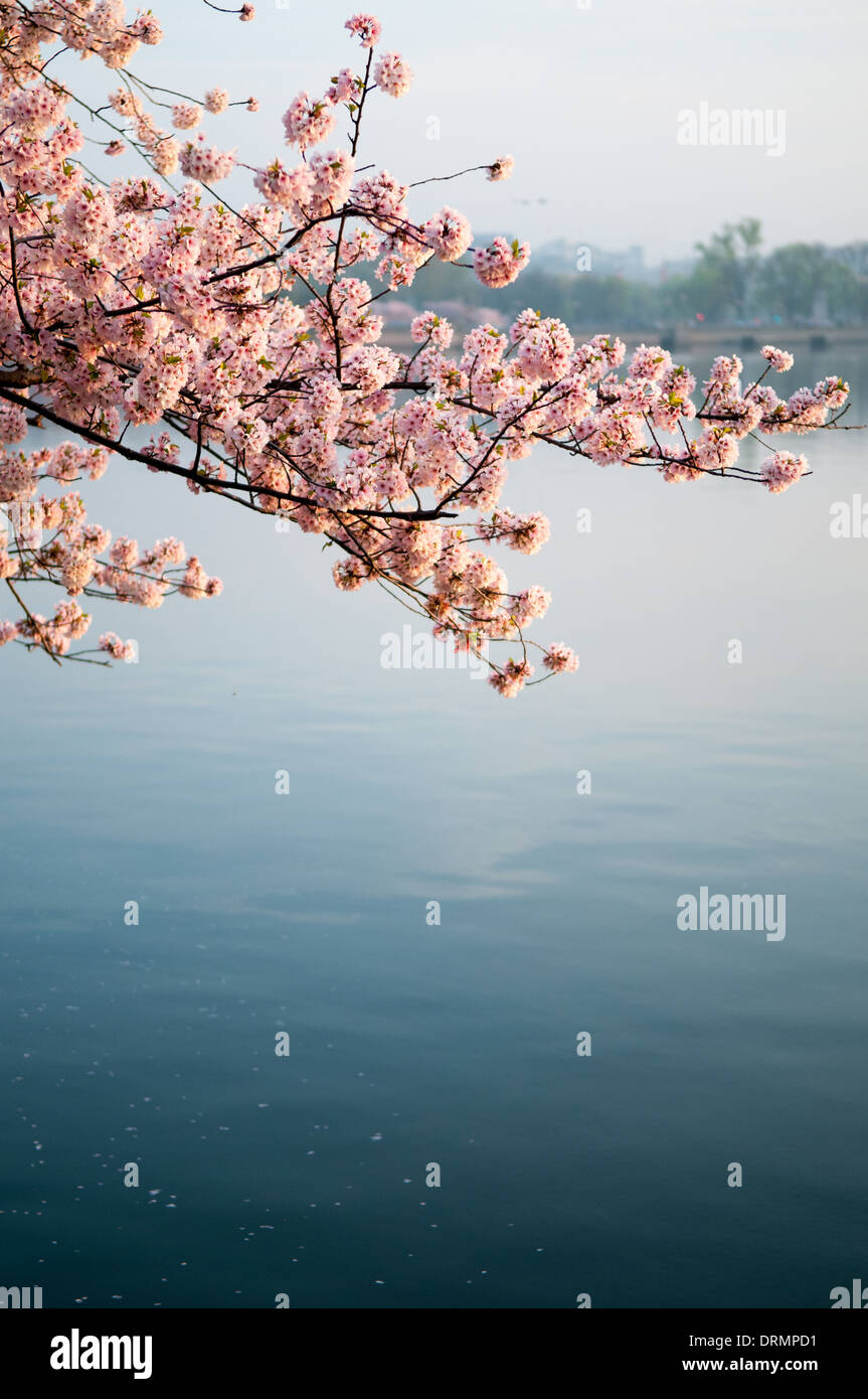 Cherry Blossom Over Water High Resolution Stock Photography and Images ...