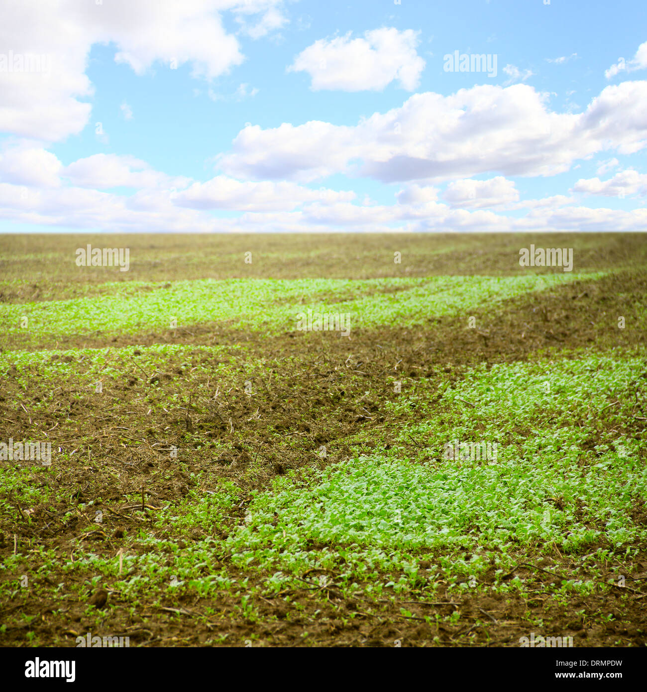 Field with small seedlings under blue sky Stock Photo - Alamy
