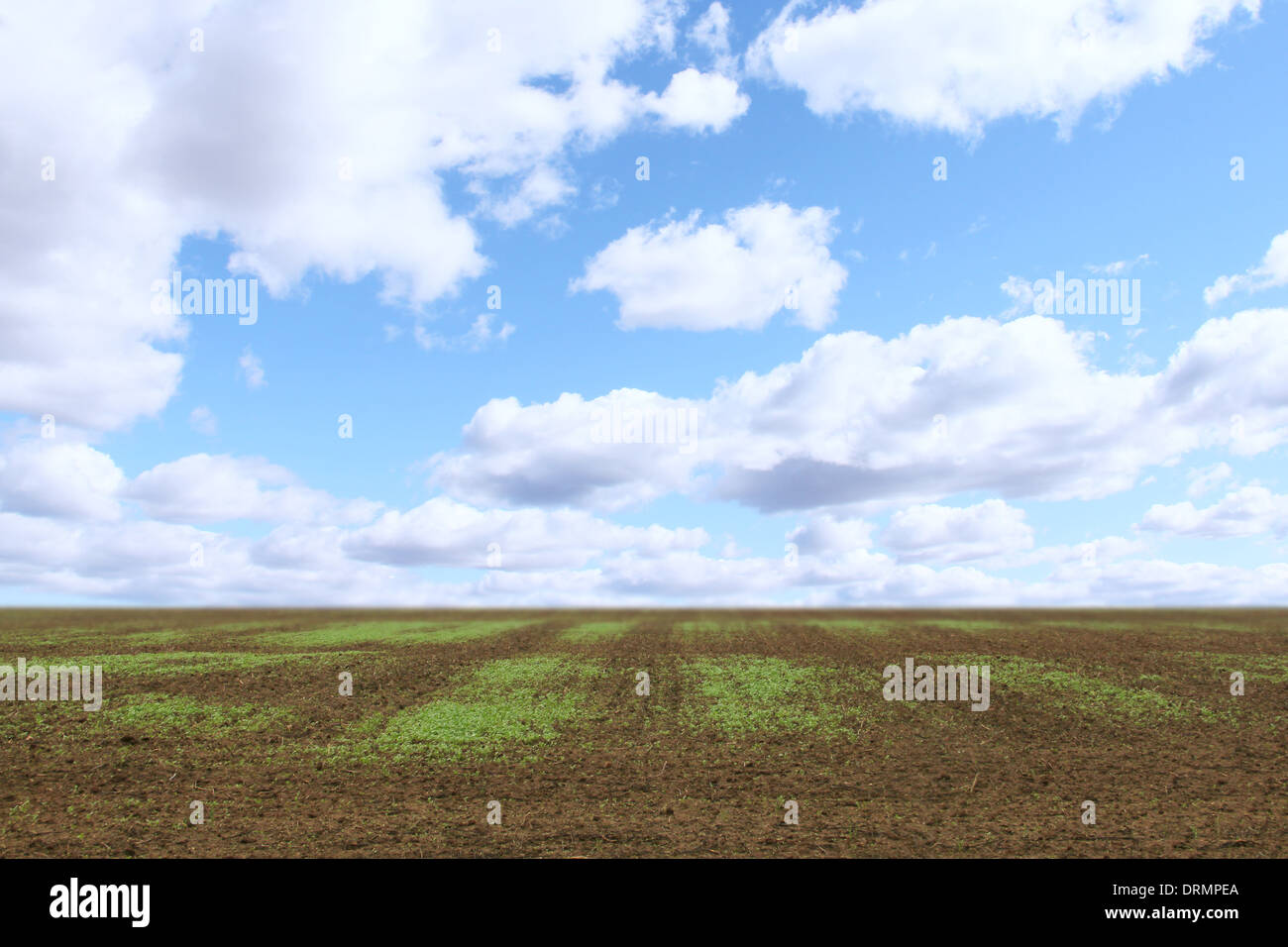 Field with small seedlings under blue sky Stock Photo - Alamy