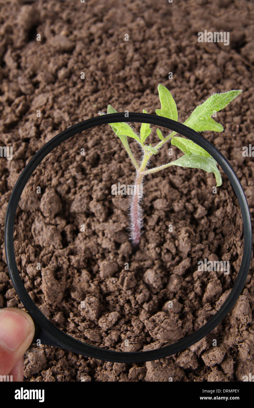 New born leaf hi-res stock photography and images - Alamy
