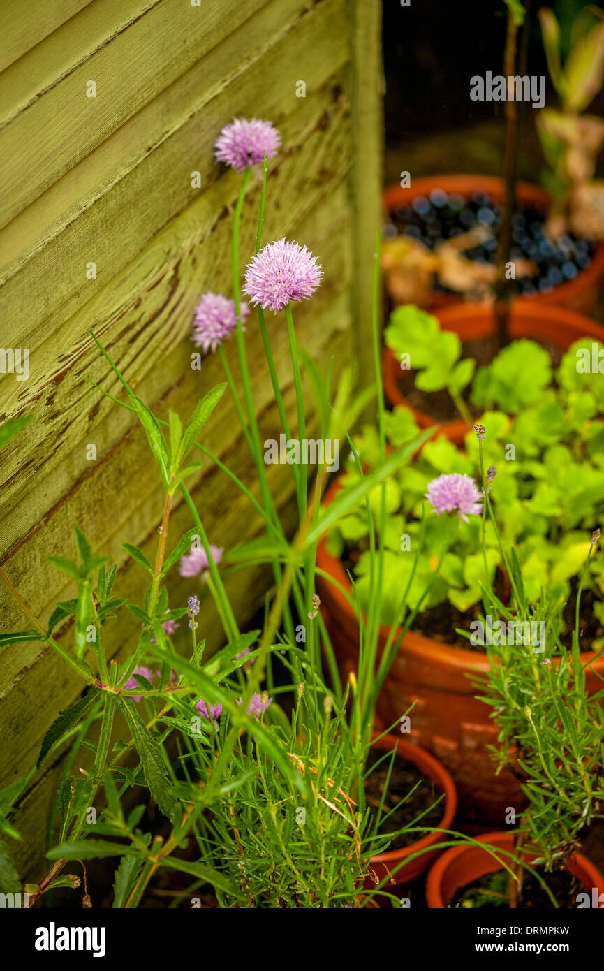 chive plants growing in a plant pot, in a UK garden Stock Photo - Alamy