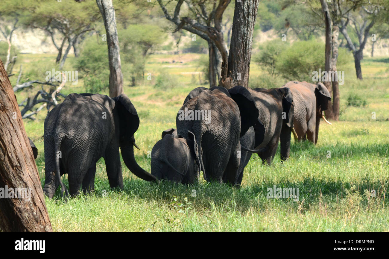 Group of elephants walking away Stock Photo - Alamy
