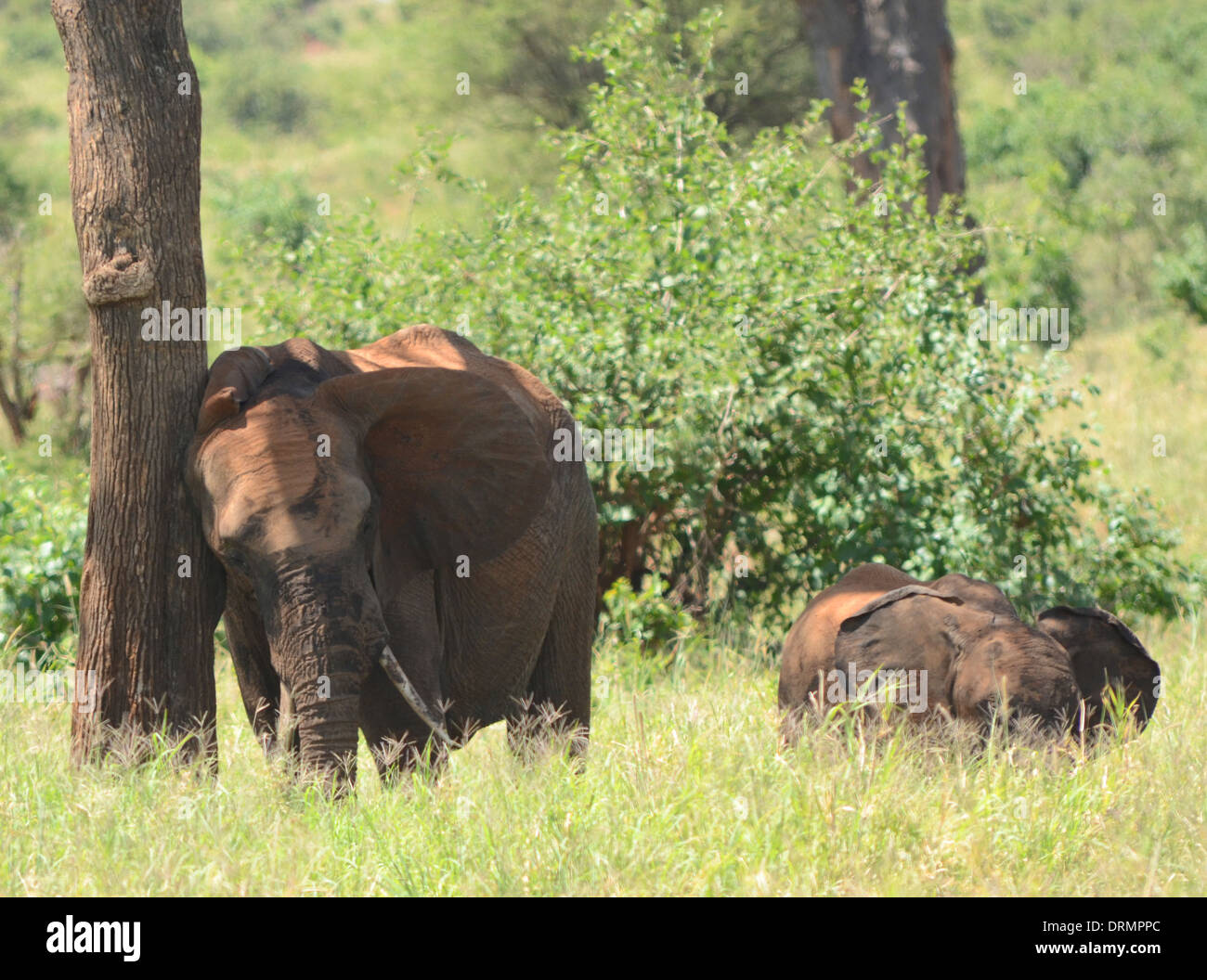 Cow Scratching High Resolution Stock Photography and Images - Alamy