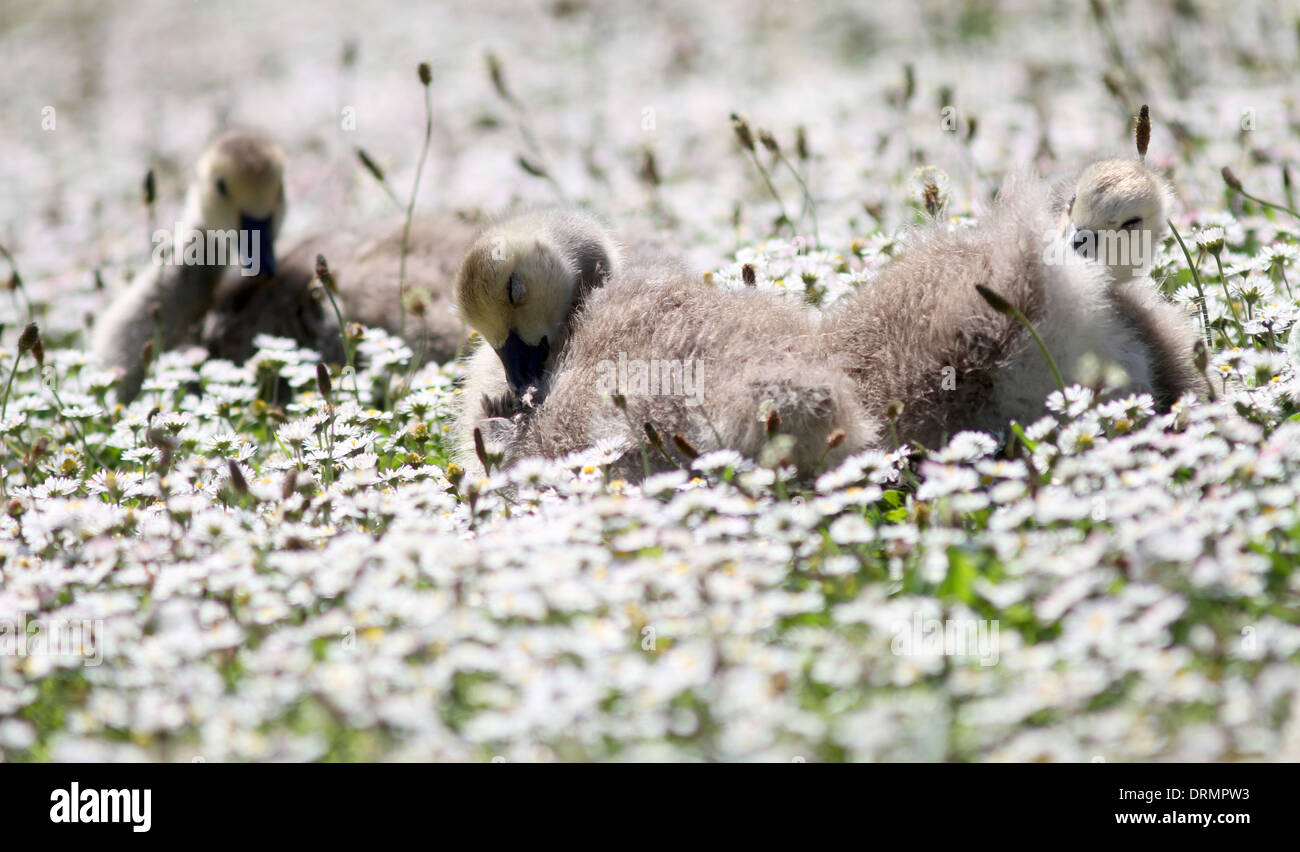 A family of canada geese explore a huge field of daisies that look like ...