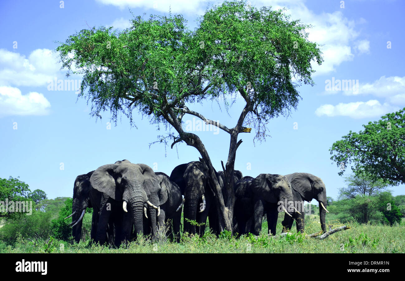 Group of Elephants huddeling under a tree for shade Stock Photo - Alamy