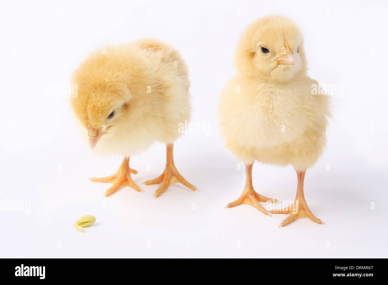 Chicks hi-res stock photography and images - Alamy