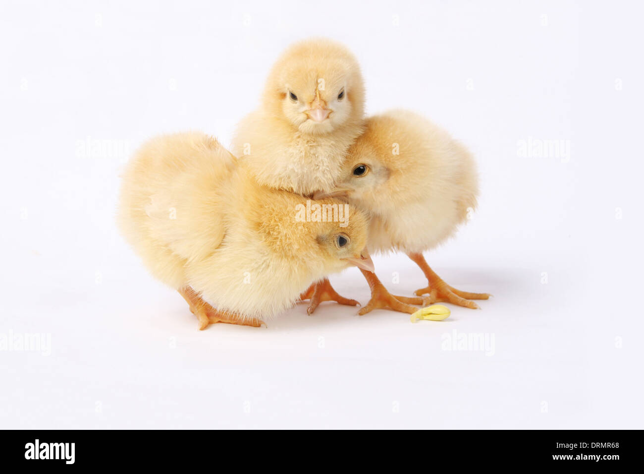Scared chicken hi-res stock photography and images - Alamy