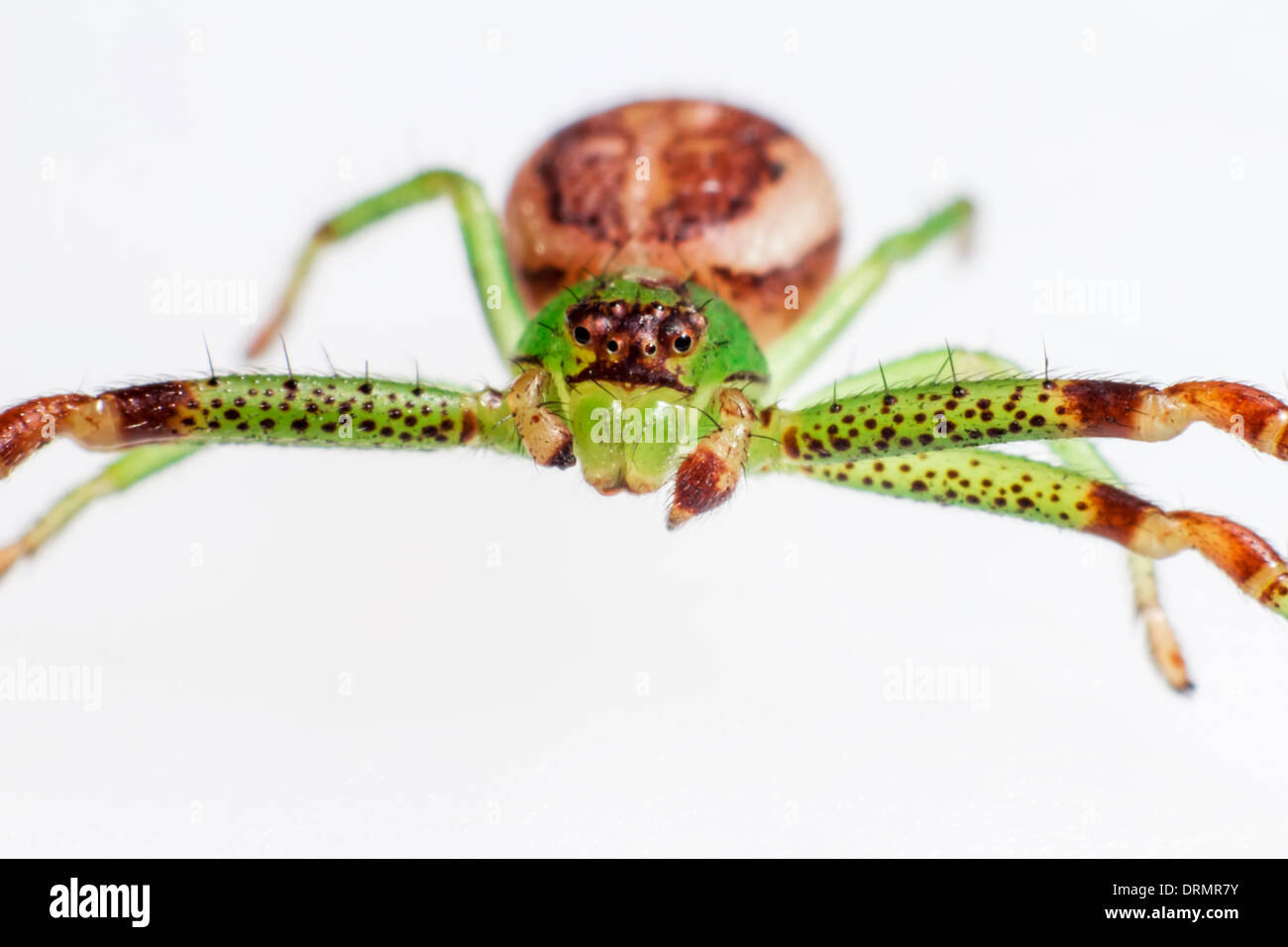 The Green Crab Spider, Diaea dorsata Stock Photo - Alamy