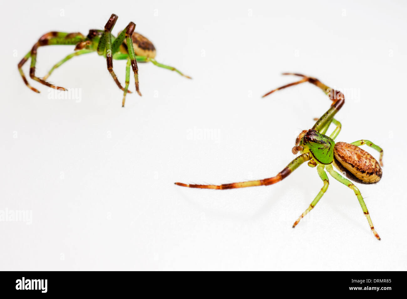 The Green Crab Spider, Diaea dorsata Stock Photo - Alamy