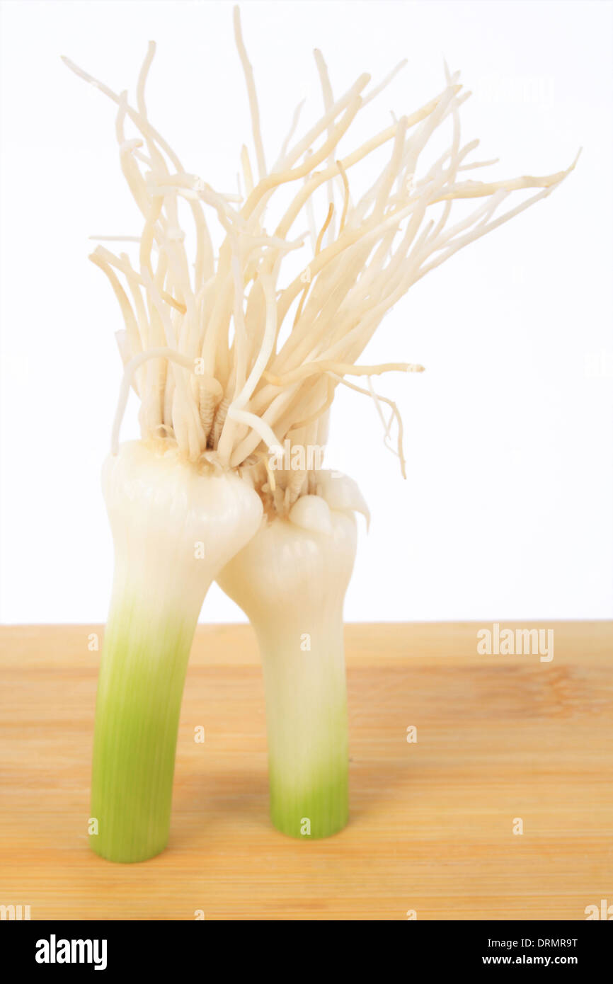 Clean garlic bulb hi-res stock photography and images - Alamy