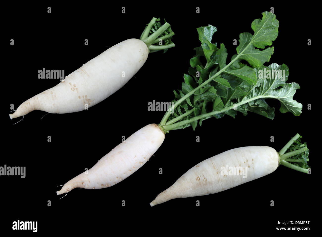 Daikon radish plants hi-res stock photography and images - Alamy