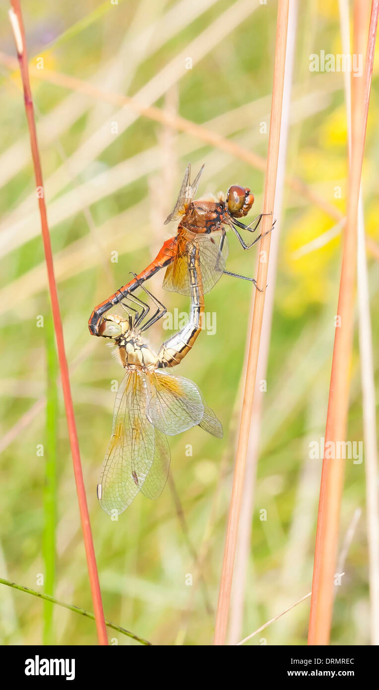 Mating dragonflies on a plant straw Stock Photo - Alamy