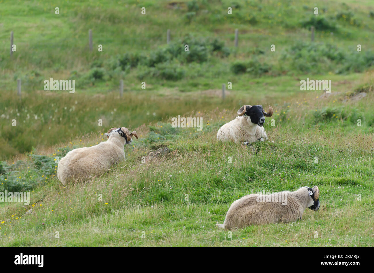 3 rams hi-res stock photography and images - Alamy