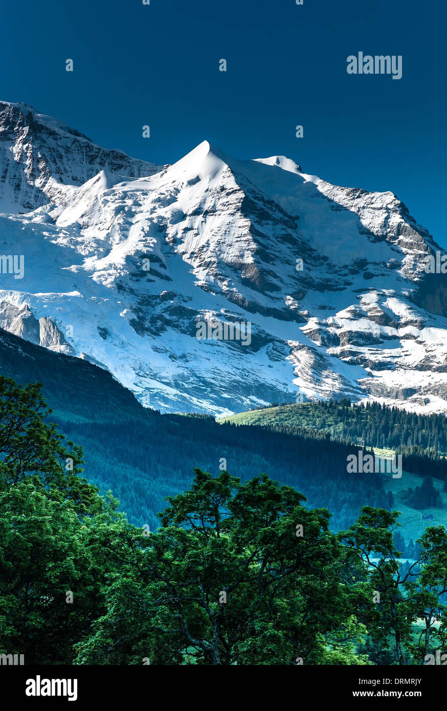 Silberhorn in Swiss Alps in early morning light in June Stock Photo - Alamy