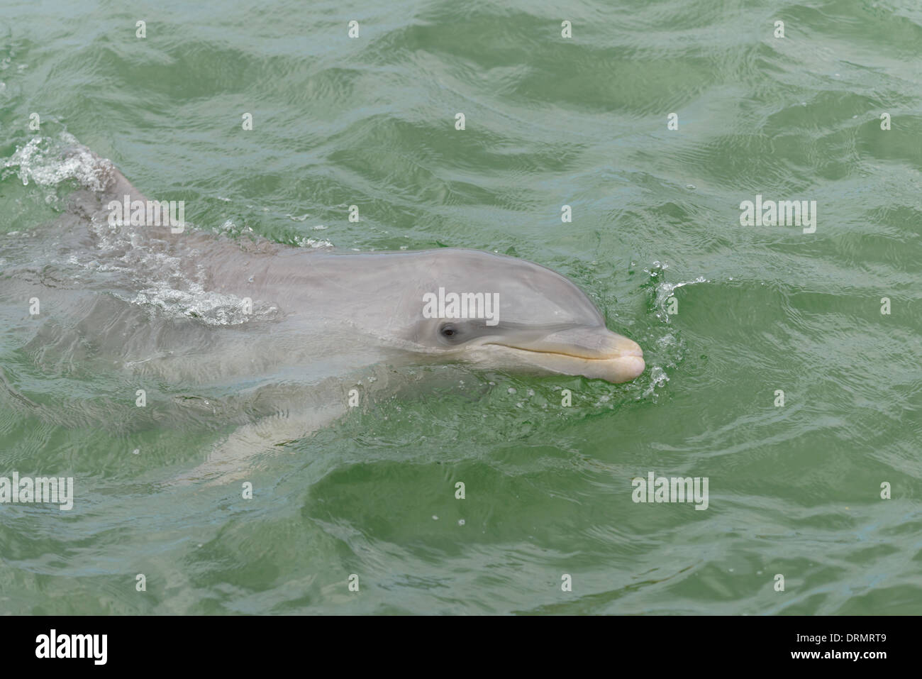 Delfin, Delphinus delphis, Dolphin Stock Photo - Alamy