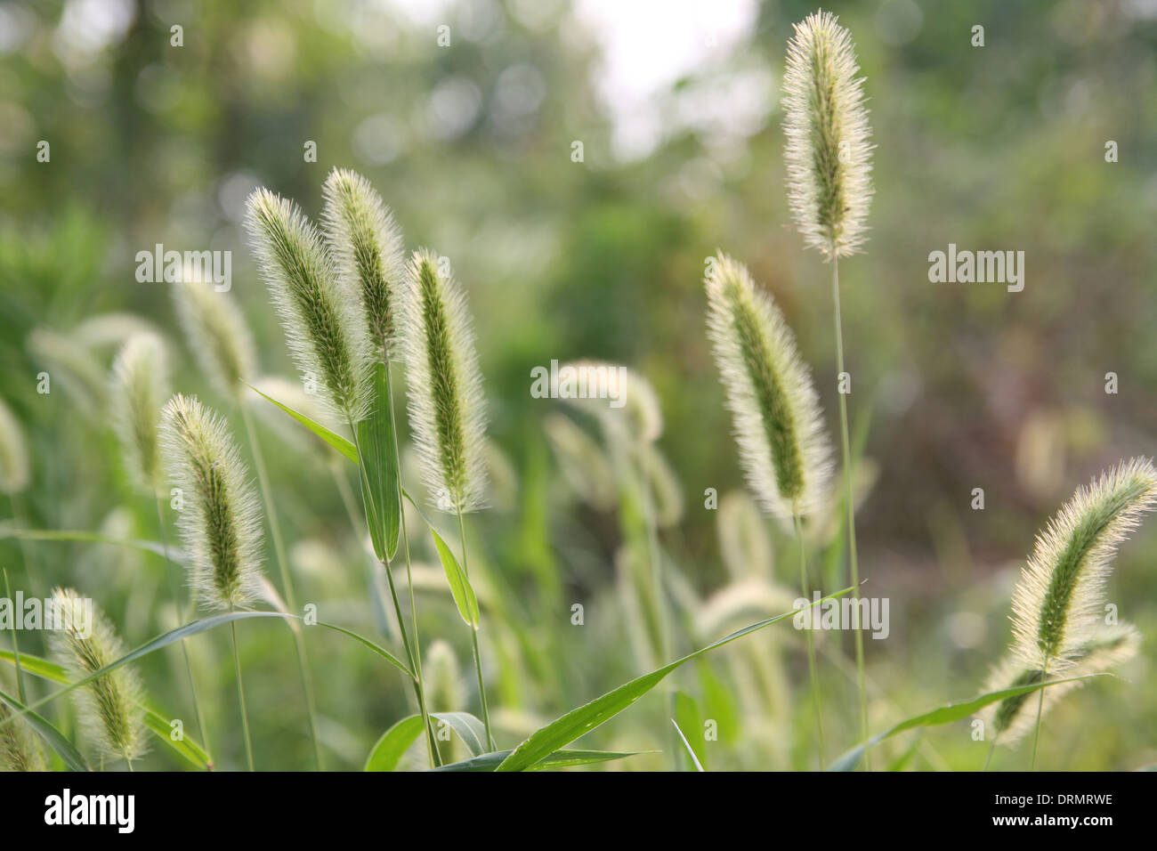 Foxtail Bristle Grass High Resolution Stock Photography and Images - Alamy
