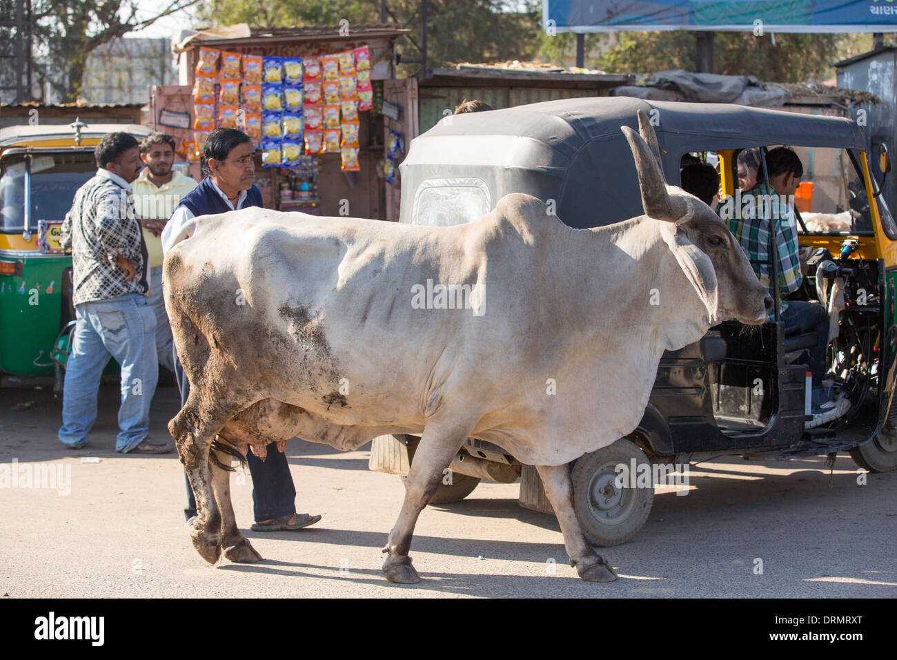 Brahman cow wandering freely round the streets in Rajasthan, India ...